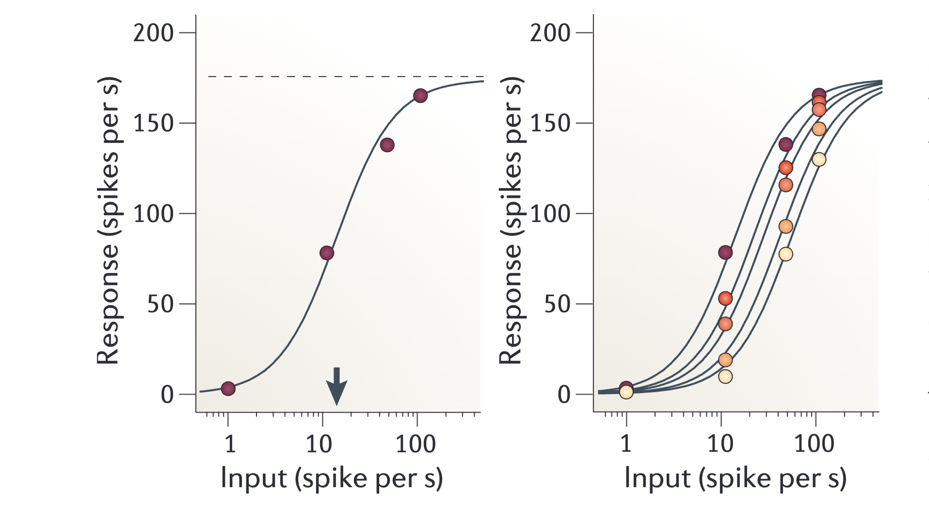 Normalization and Adaptation in Neuroscience | Chen Honghua